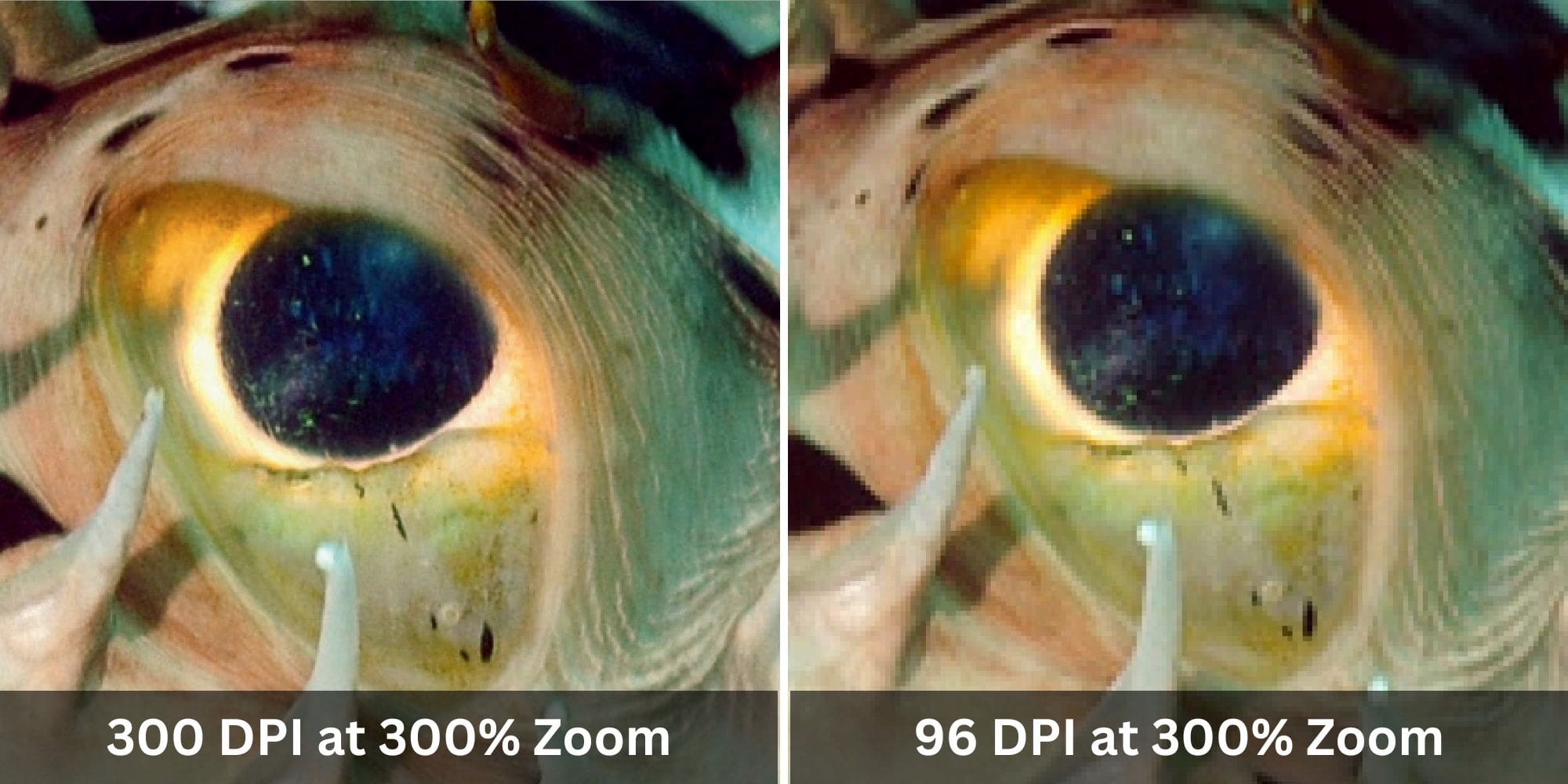 Print File Resolution - PufferPrint